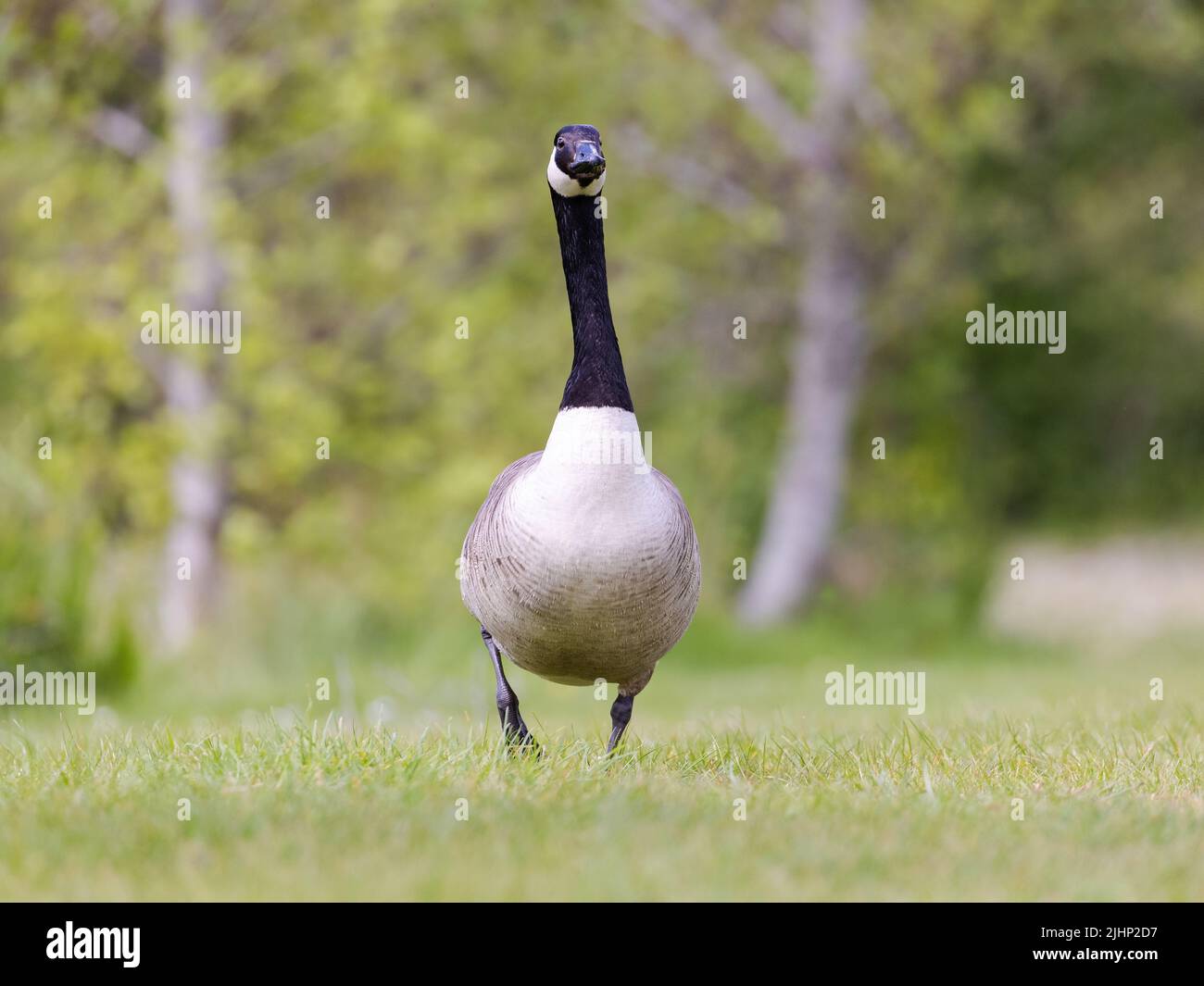 Canada Goose [ Branta canadensis ] walking over lawn towards camera ...