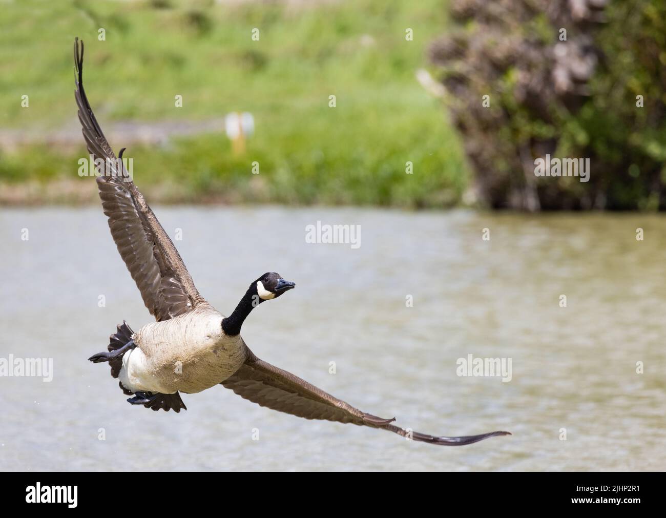 Canada goose flying over water hi-res stock photography and images - Alamy