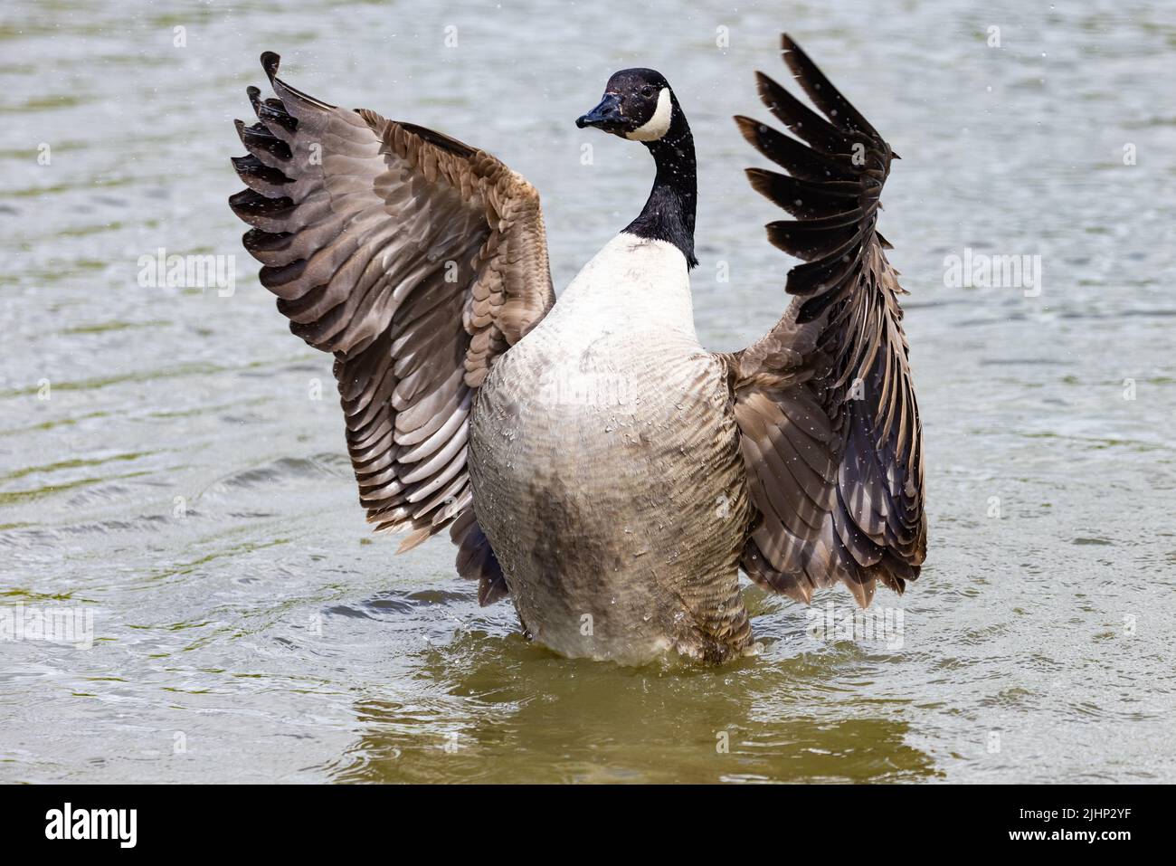 Canada goose flapping wings hi-res stock photography and images - Alamy