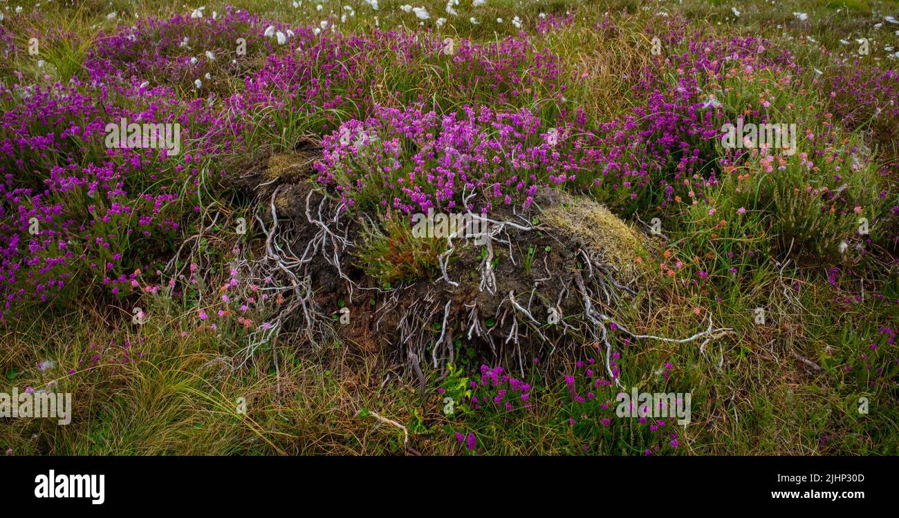 Moorland s hi-res stock photography and images - Alamy