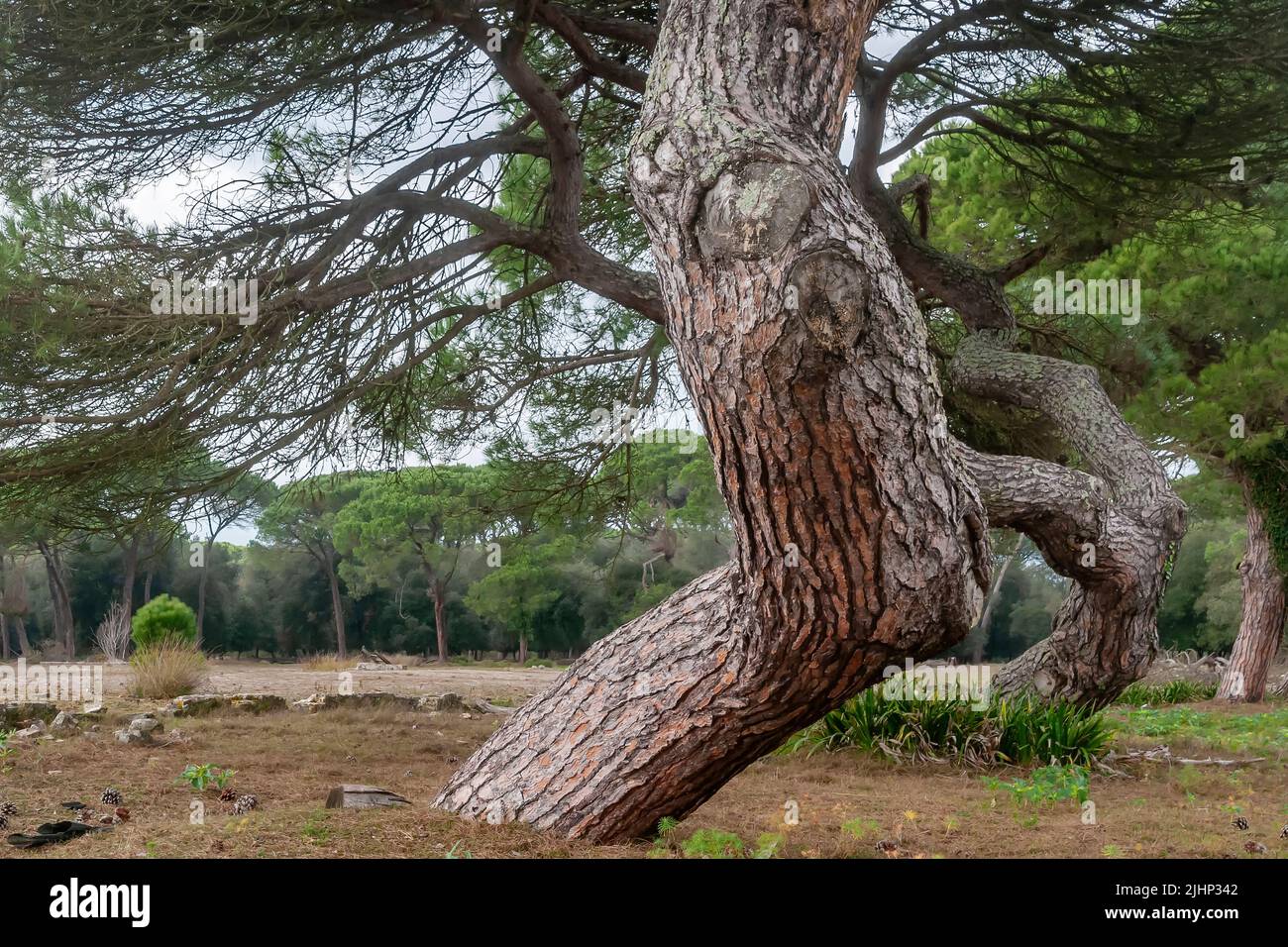 Pine trees with the trunk shaped by the wind in the natural park of ...