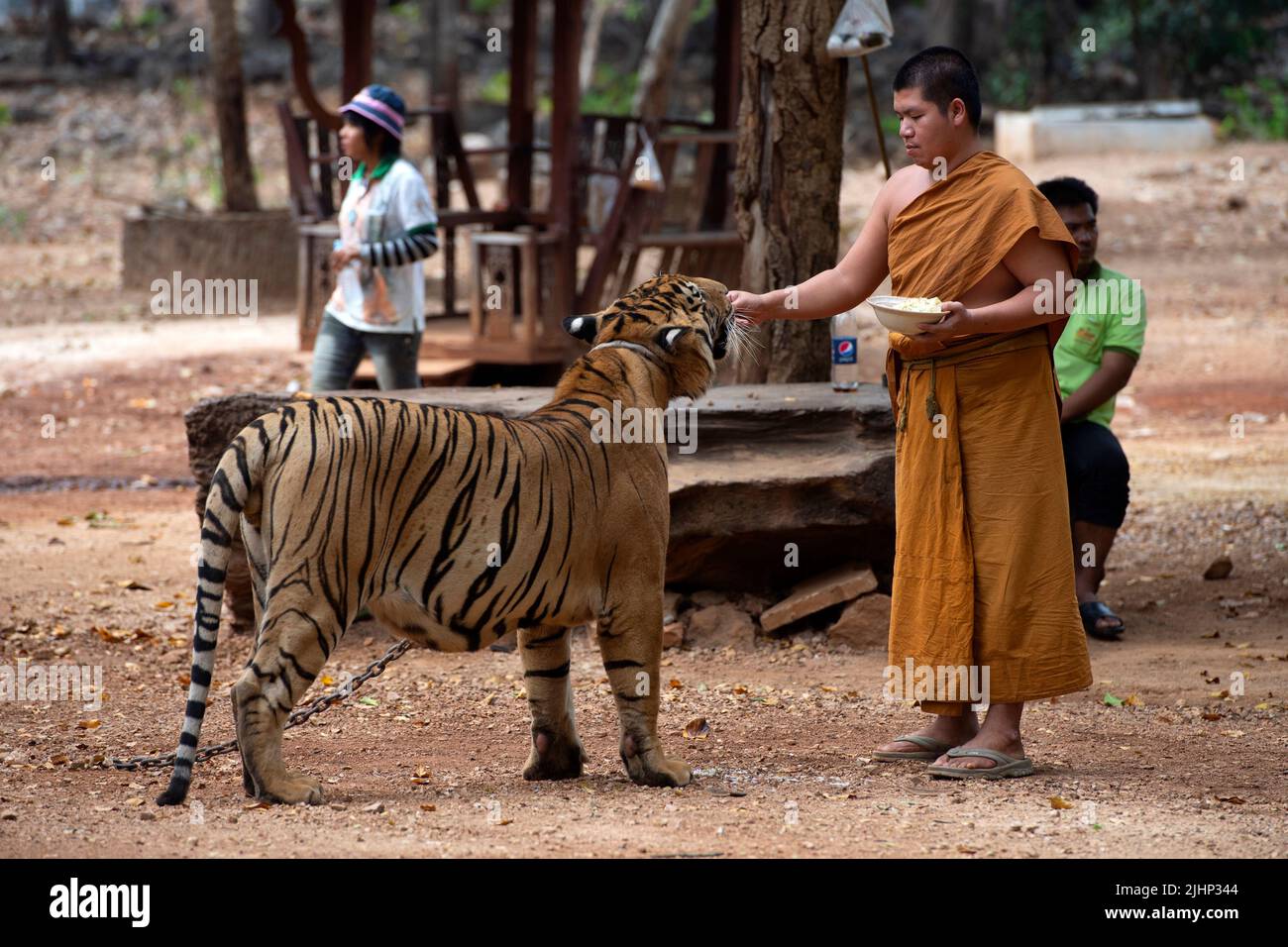 A Buddhist monk gives food to tiger at the Tiger Temple in Kanchanaburi ...