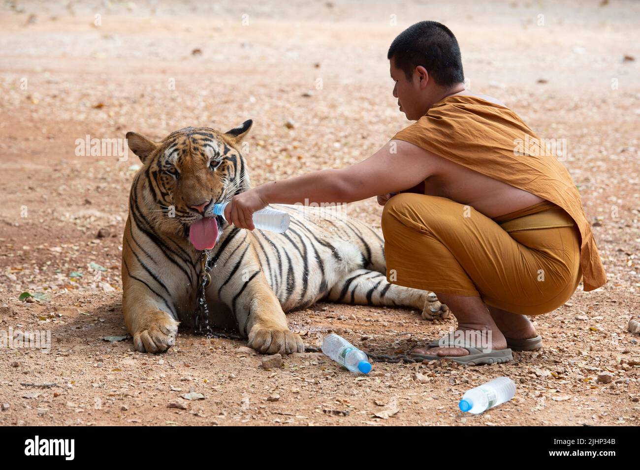 A Buddhist monk sprays water onto a tiger at the Tiger Temple in ...