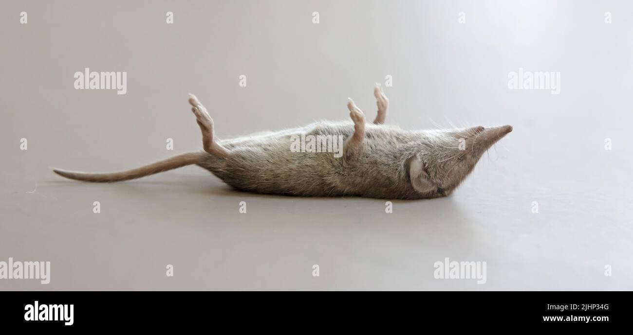 Dead mouse rodent in house or home, vermin Stock Photo - Alamy