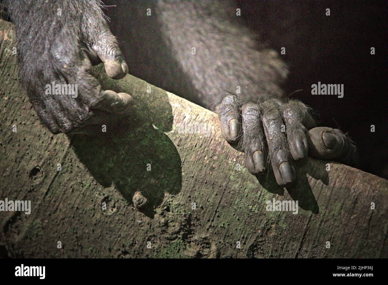 Celebes crested macaque (Macaca nigra) feet as it is relaxing on a ...