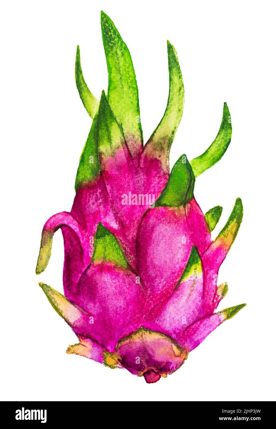 Pitahaya or pitaya Dragon fruit Hand-drawn watercolor Illustration ...