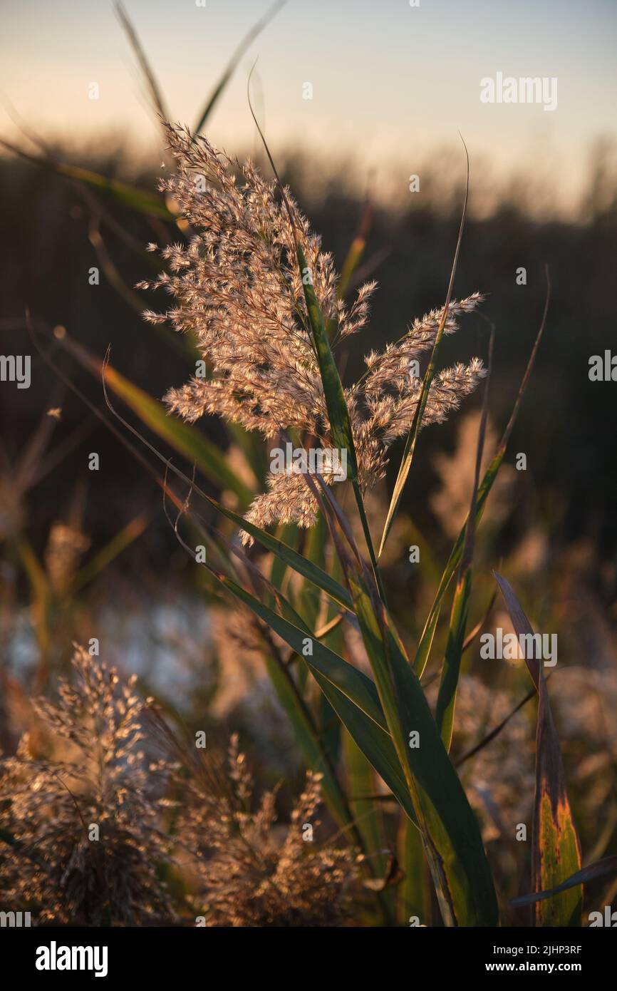Beautiful reed flower hi-res stock photography and images - Alamy