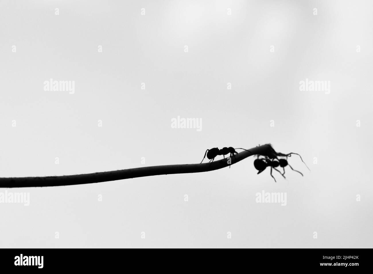 An ant rescues another ant from falling off a branch. True friends ...