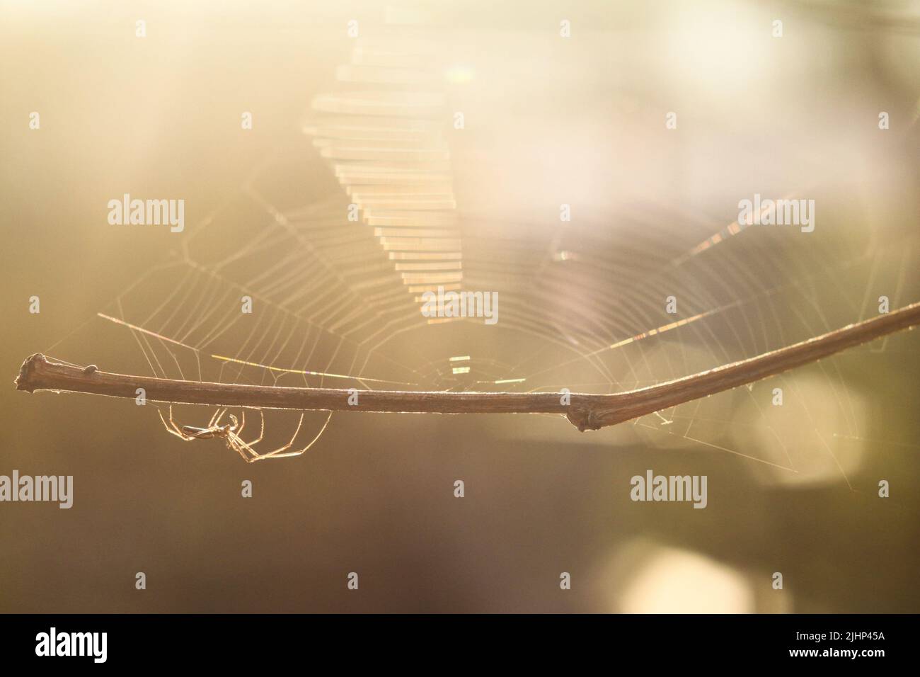 Ambush insects hi-res stock photography and images - Alamy