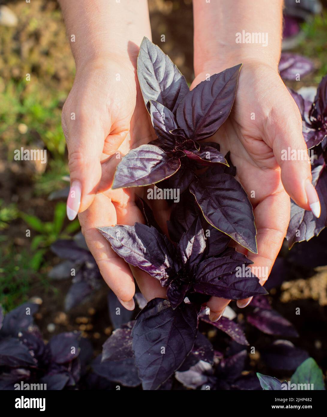 A farmer's female hand tending a purple basil in a garden bed ...