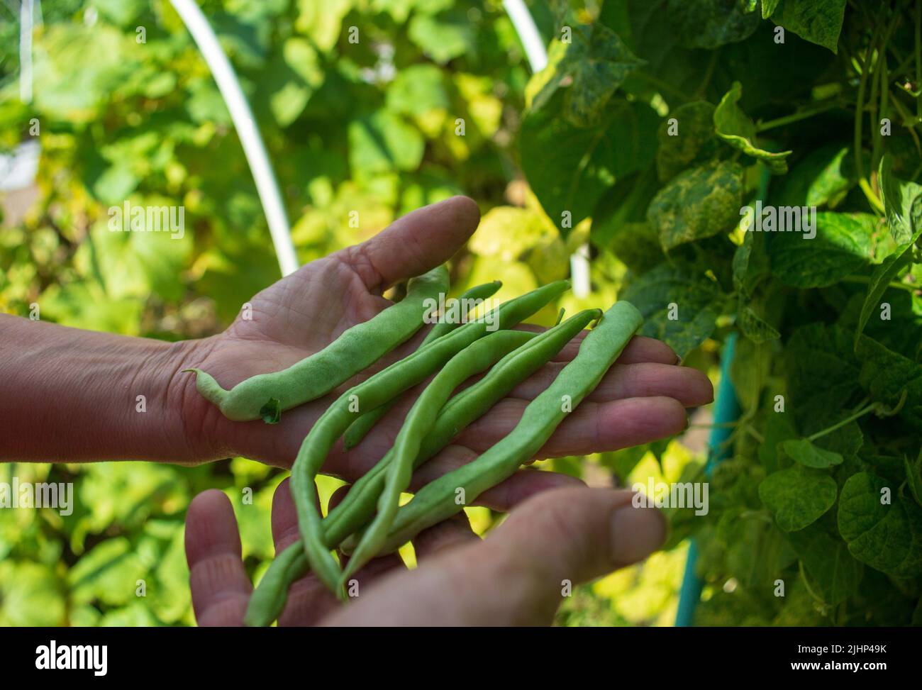 Farmer's hands harvest beans in the garden. Harvesting healthy food ...