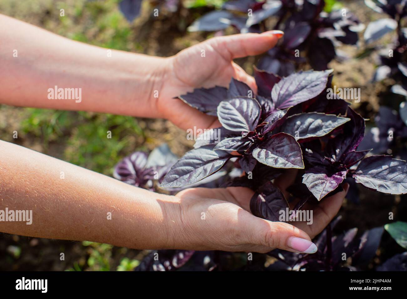 Tending to crop hi-res stock photography and images - Alamy