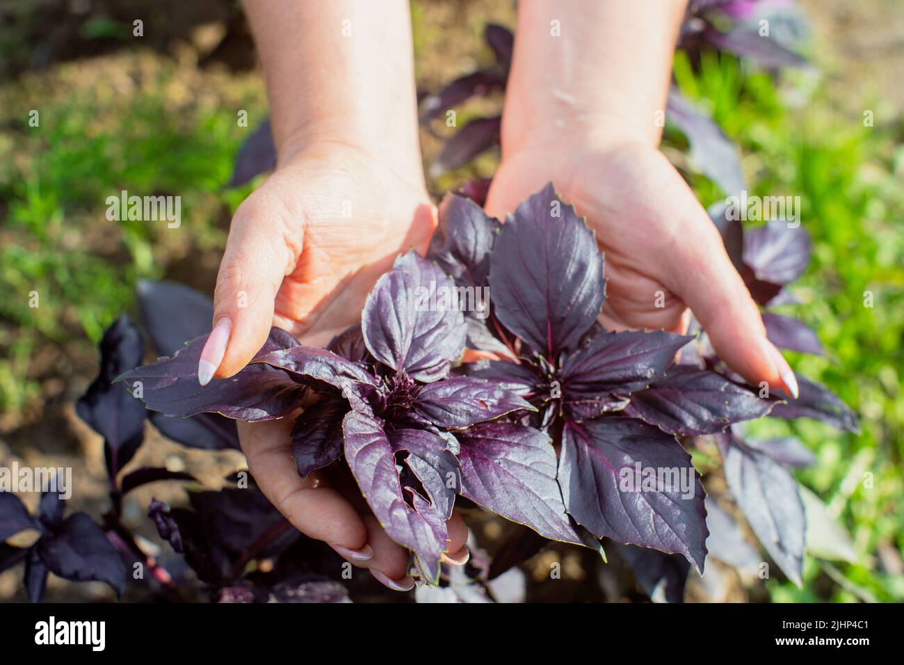 A farmer's female hand tending a purple basil in a garden bed ...