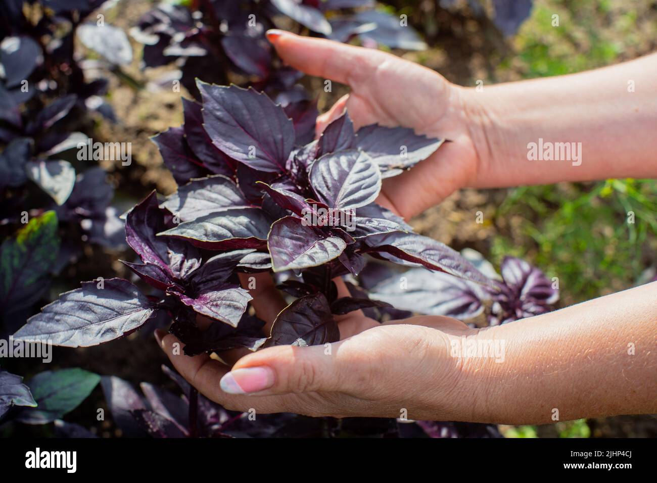 A farmer's female hand tending a purple basil in a garden bed ...