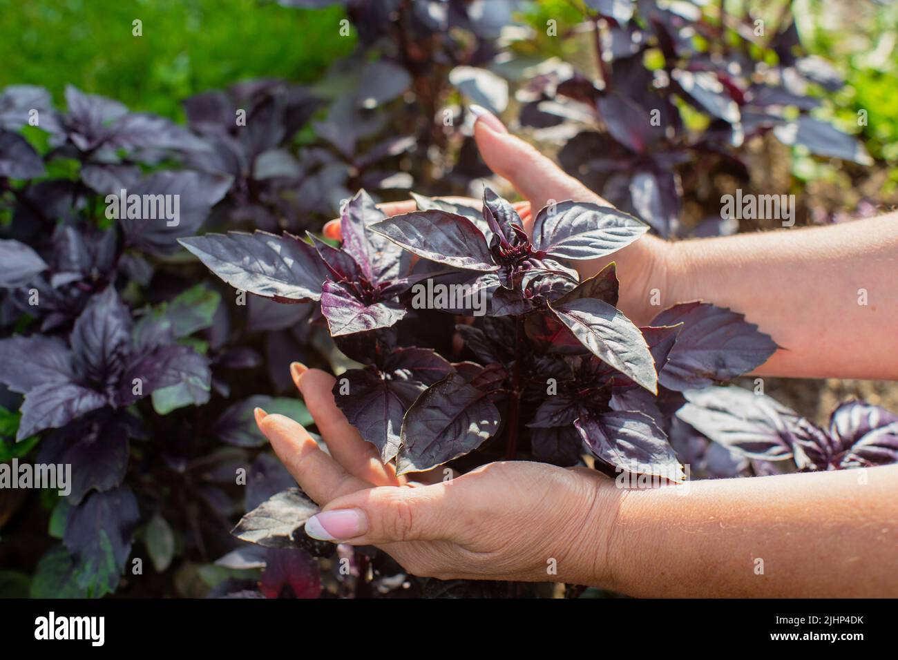 A farmer's female hand tending a purple basil in a garden bed ...