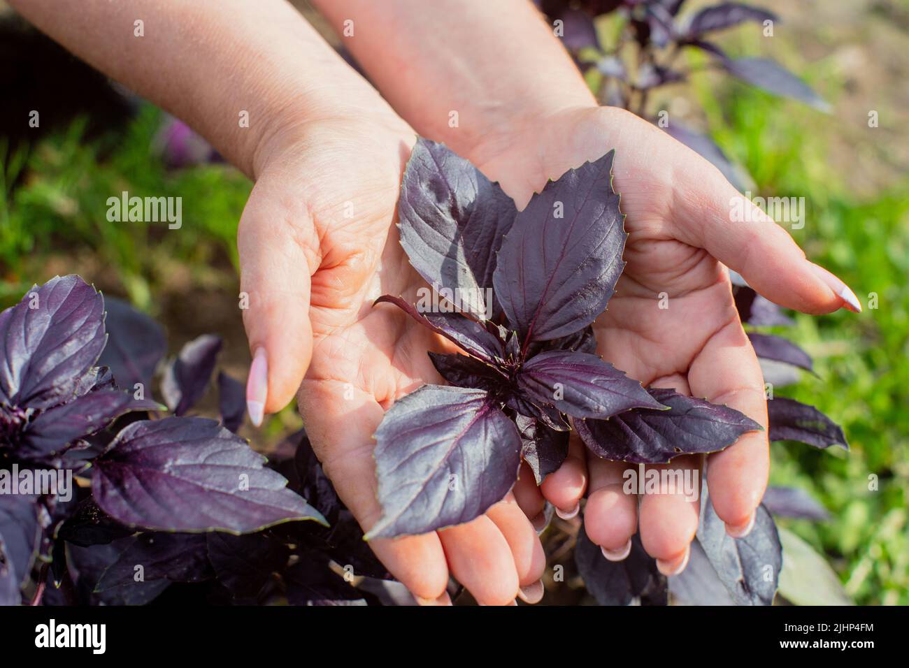 A farmer's female hand tending a purple basil in a garden bed ...