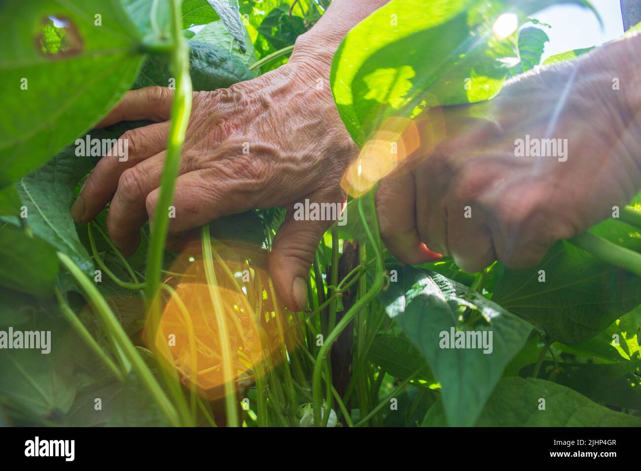 Farmer's hands harvest beans in the garden. Harvesting healthy food ...