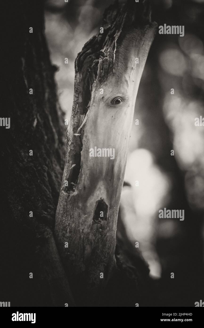 Forest one-eyed fairy creature Stock Photo - Alamy