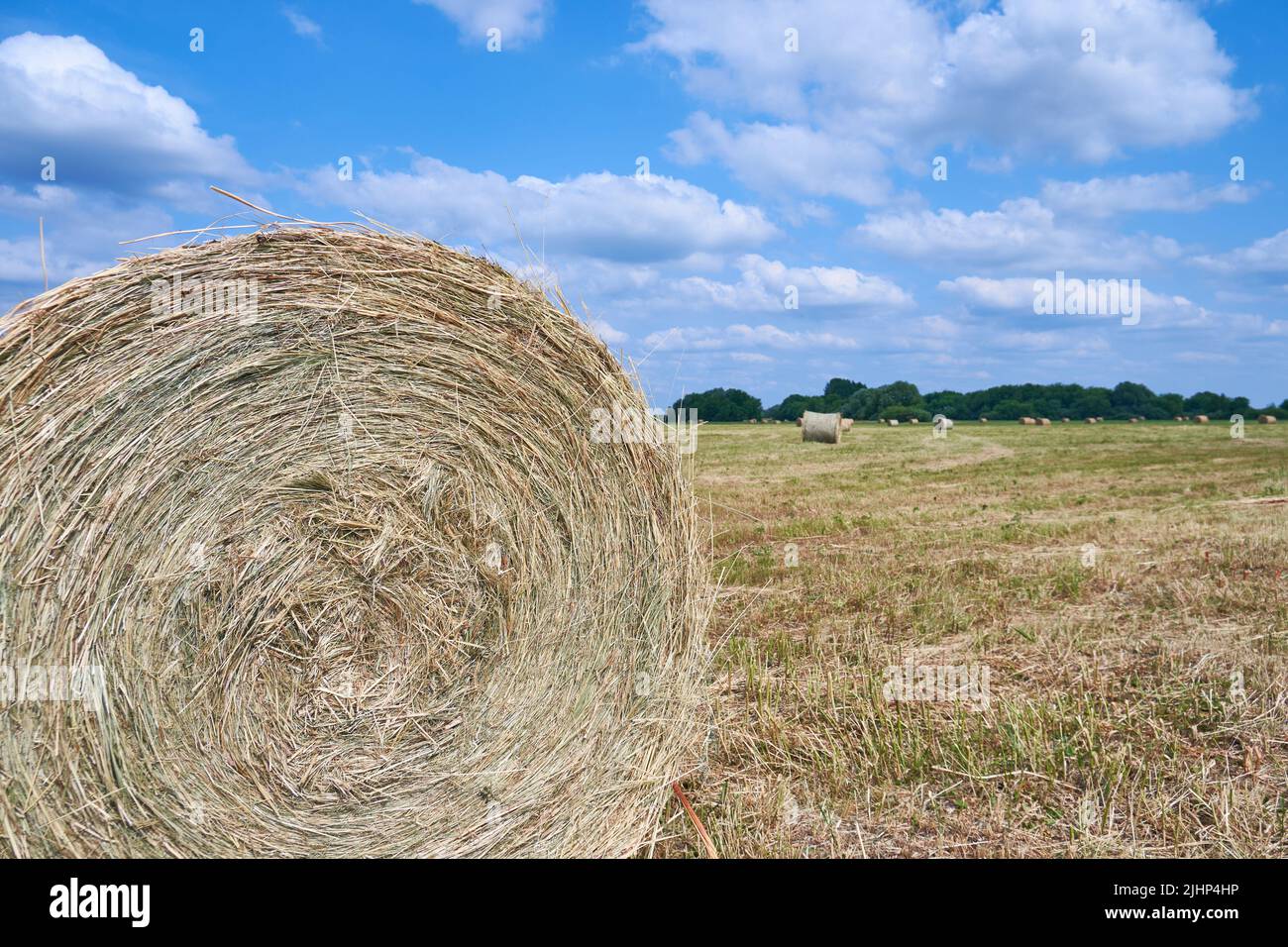 Hay close up hi-res stock photography and images - Alamy