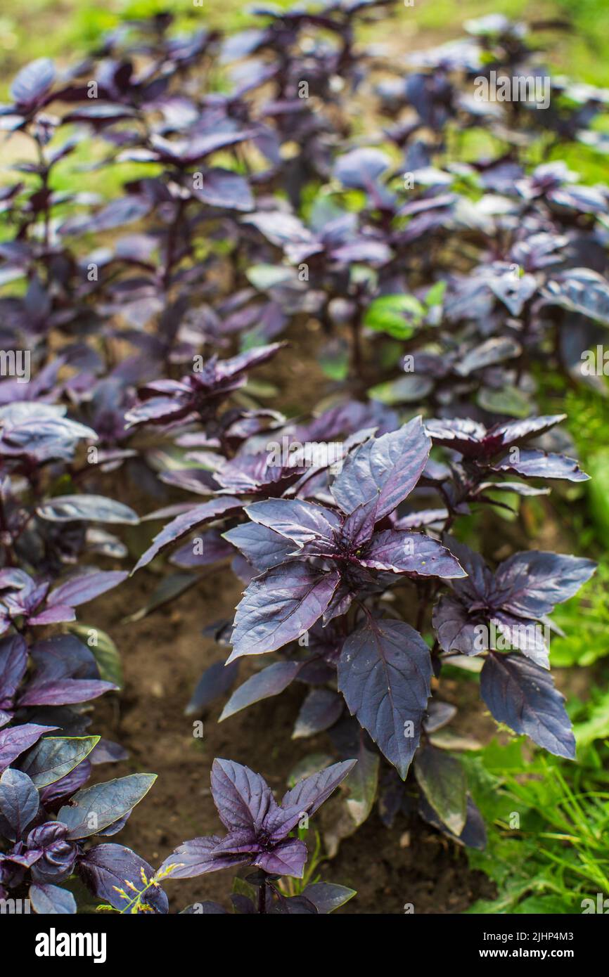 Basil in garden bed hi-res stock photography and images - Alamy