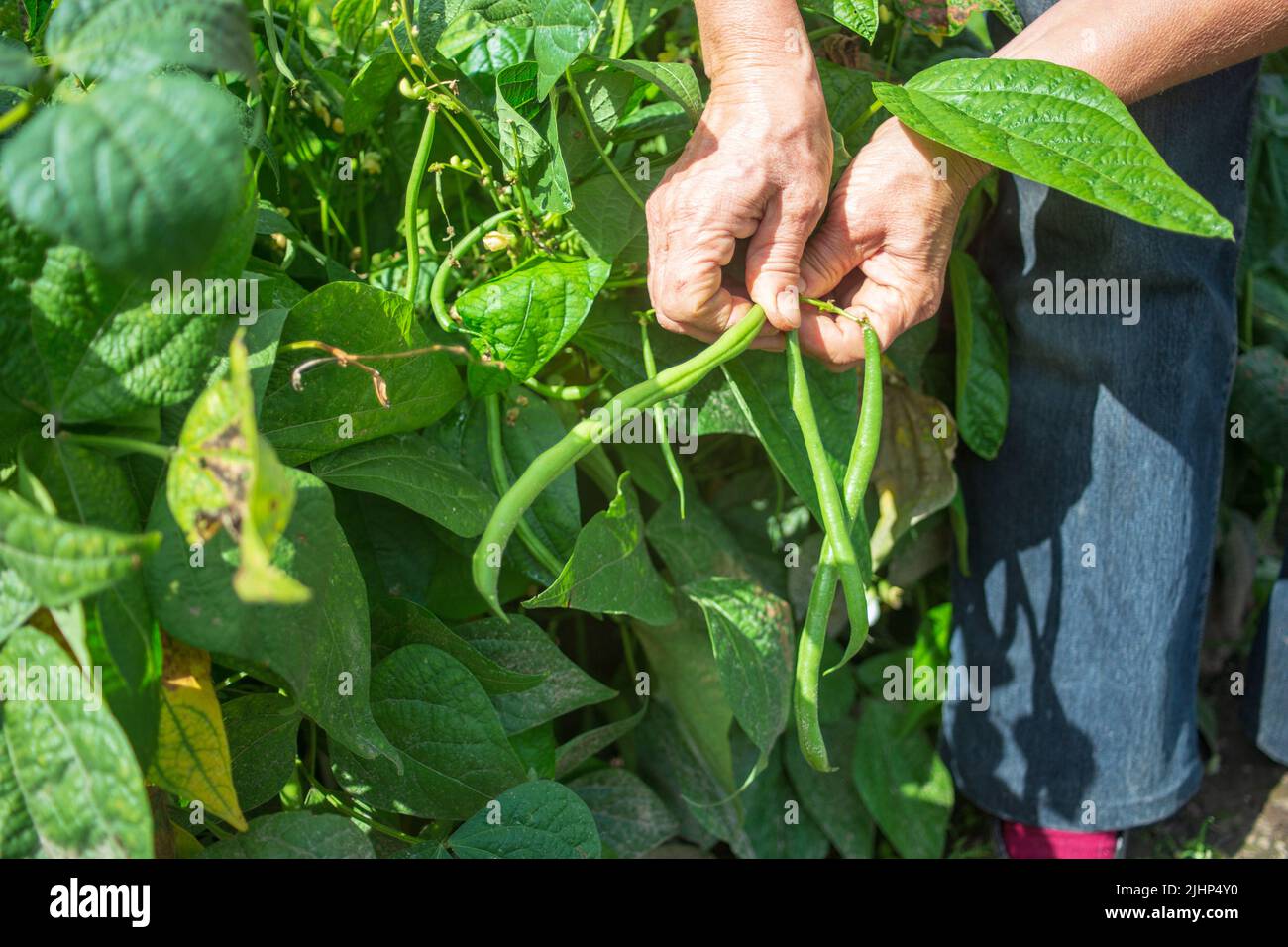 Farmer's hands harvest beans in the garden. Harvesting healthy food ...