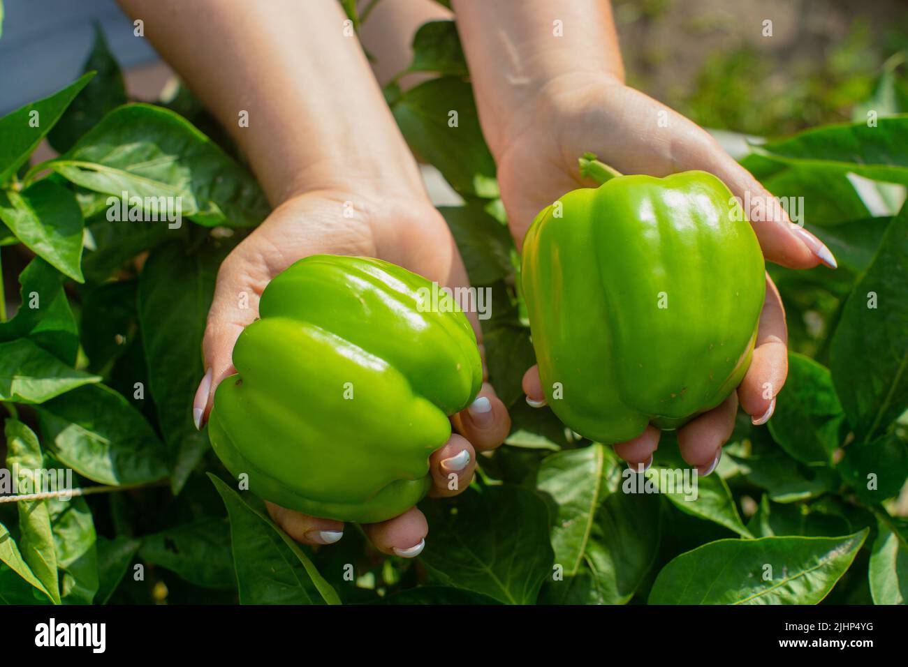 The farmer's female hands hold two green peppers against the backdrop ...