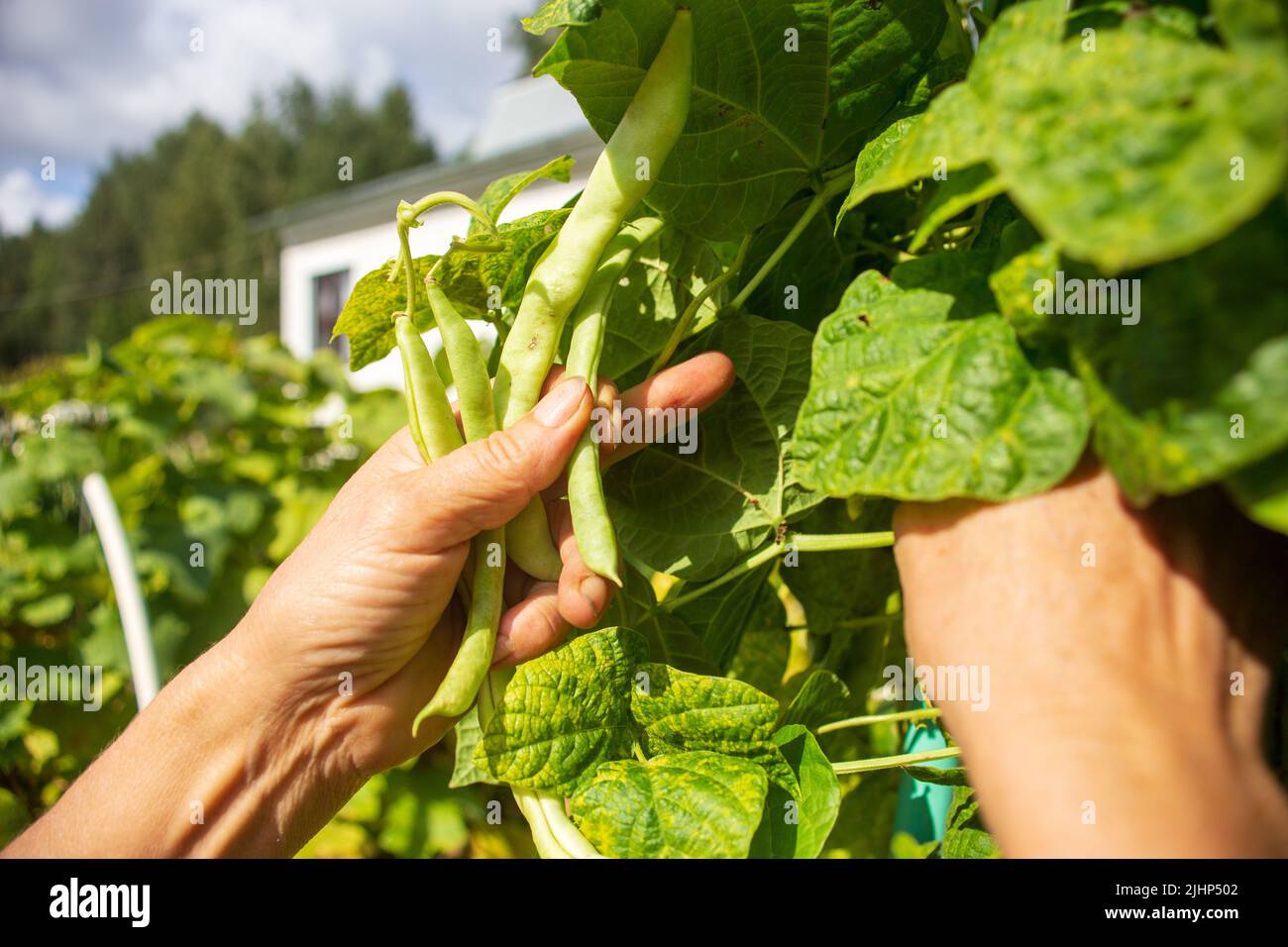 Farmer's hands harvest beans in the garden. Harvesting healthy food ...