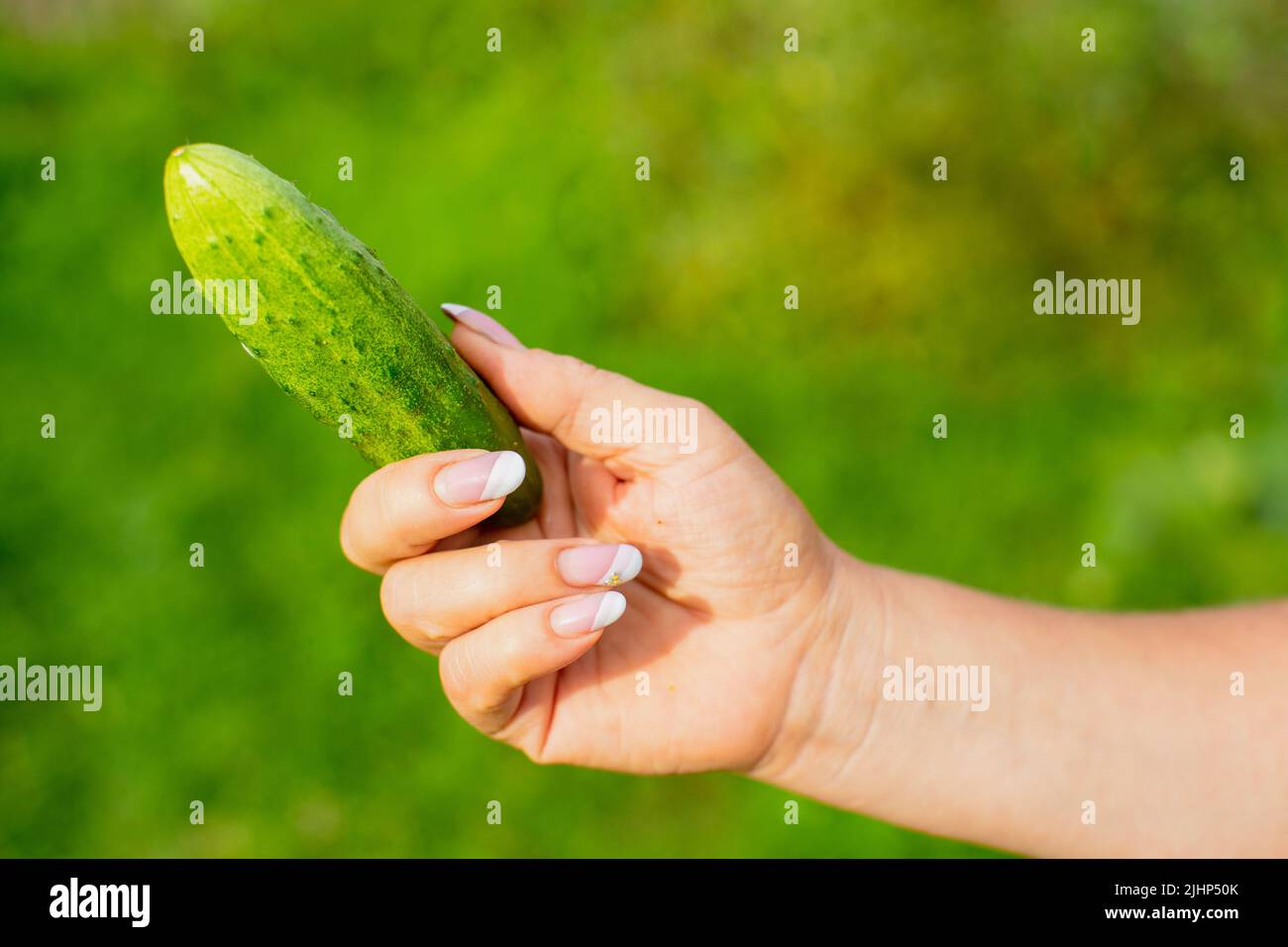 Farmer's female hand holds a ripe cucumber on a background of green ...
