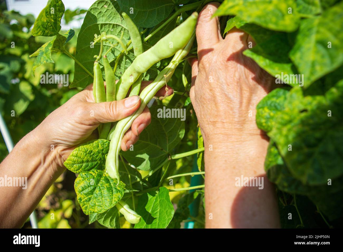 Farmer's hands harvest beans in the garden. Harvesting healthy food ...