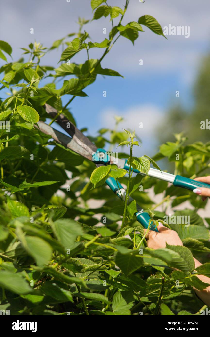 Female Hands Who Make Pruning Of Berry Bushes Stock Photo Alamy