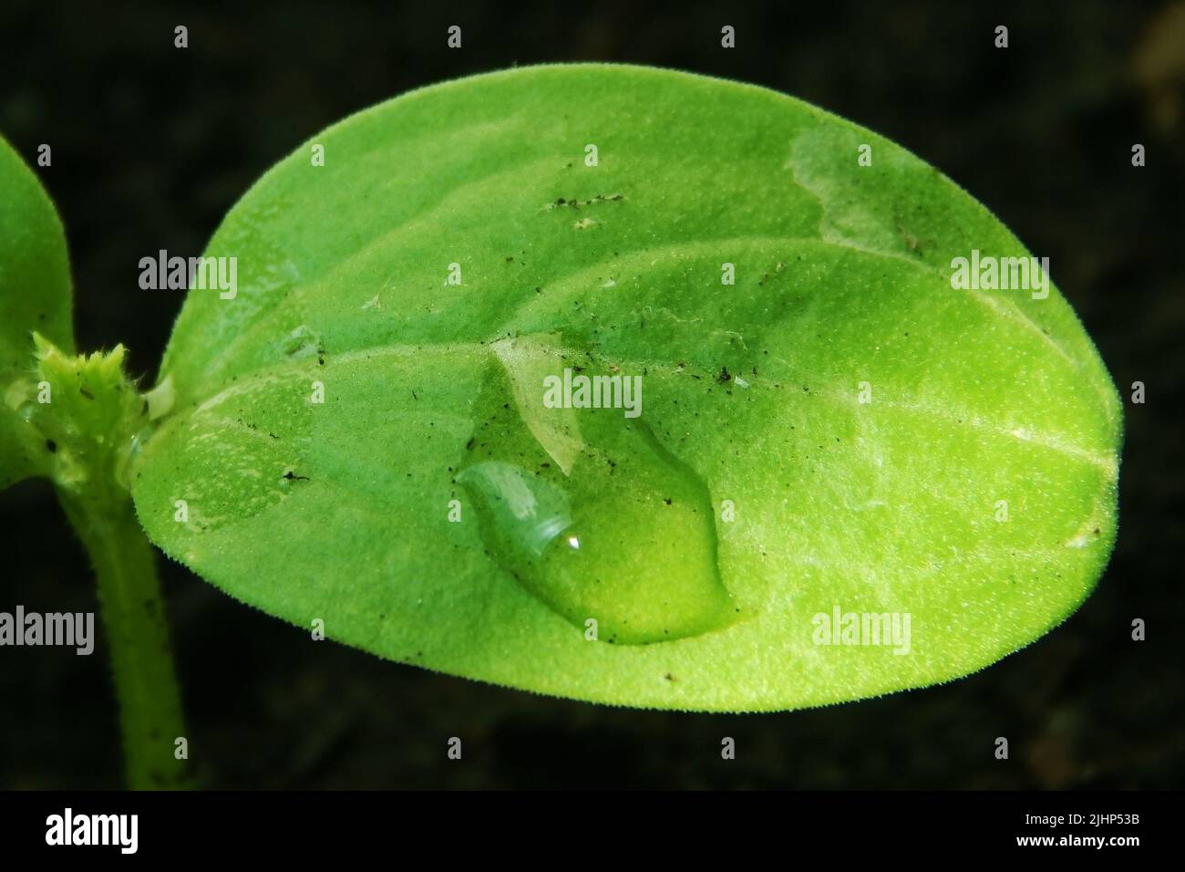Sprout, cucumber seedling in the ground. High quality photo Stock Photo ...