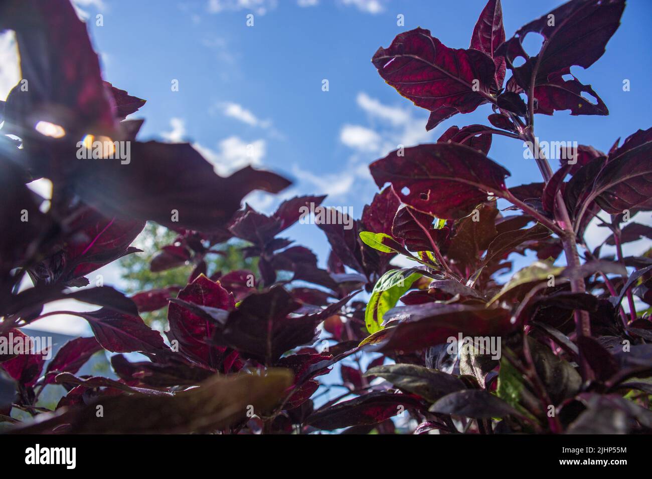 Growing purple basil hi-res stock photography and images - Alamy