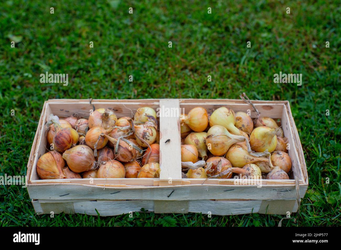 Onions in a rectangular wicker basket that lies on the green grass. It ...