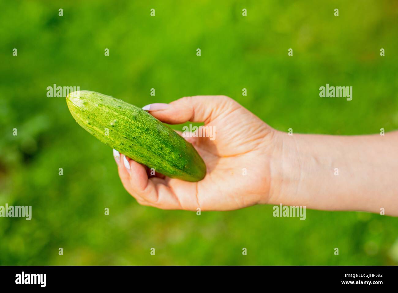 Farmer's female hand holds a ripe cucumber on a background of green ...