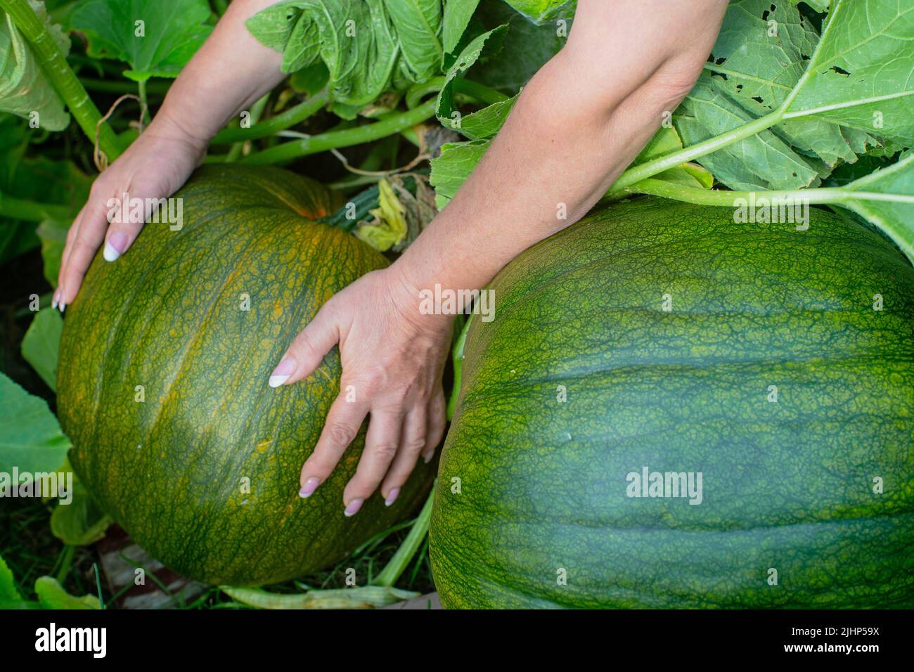 A farmer's female hands caring for green pumpkins in the garden bed ...