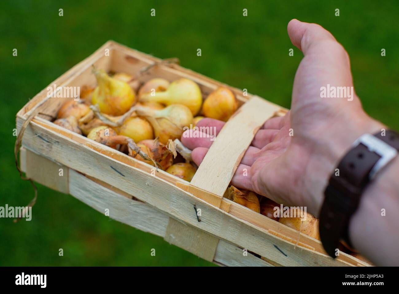 Hand holds a rectangular wicker basket with fresh onions. It's time to ...
