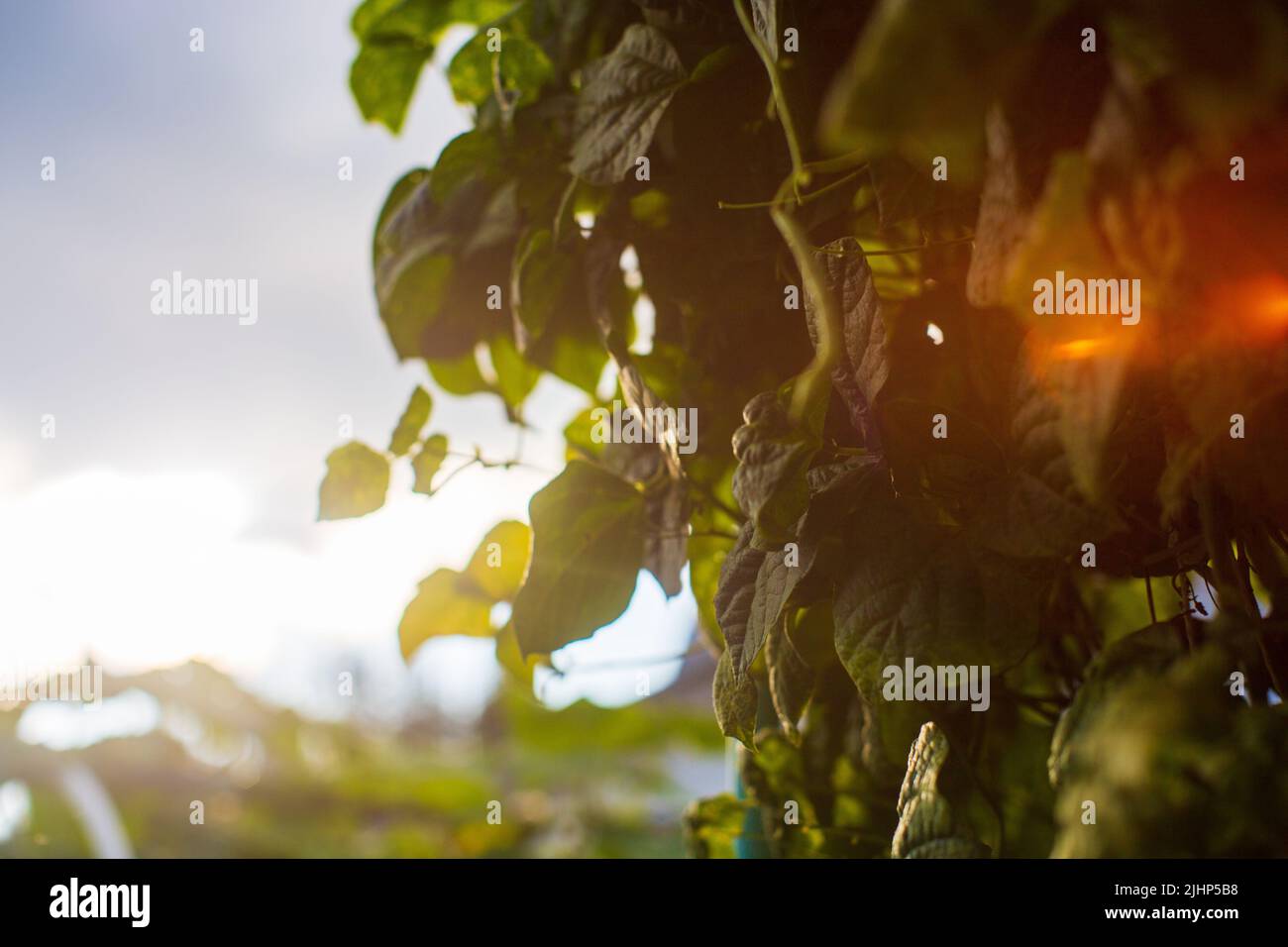 Mung bean pod hi-res stock photography and images - Alamy