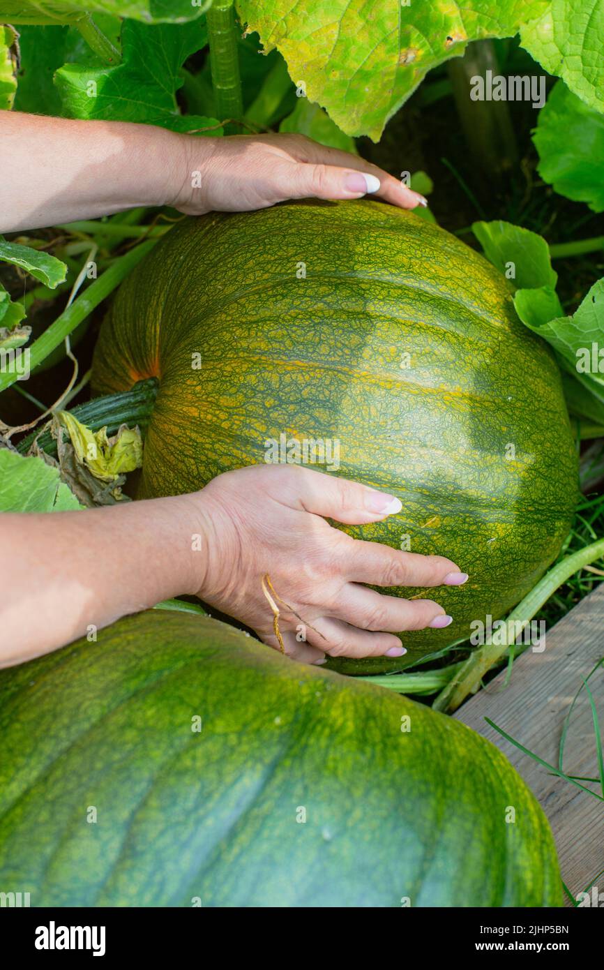 A farmer's female hands caring for green pumpkins in the garden bed ...