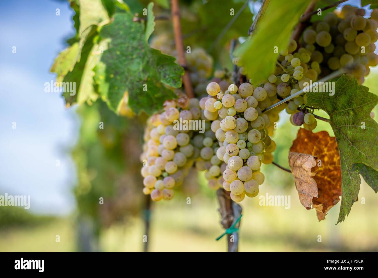 White grapes hanging from lush green vine with blurred vineyard ...
