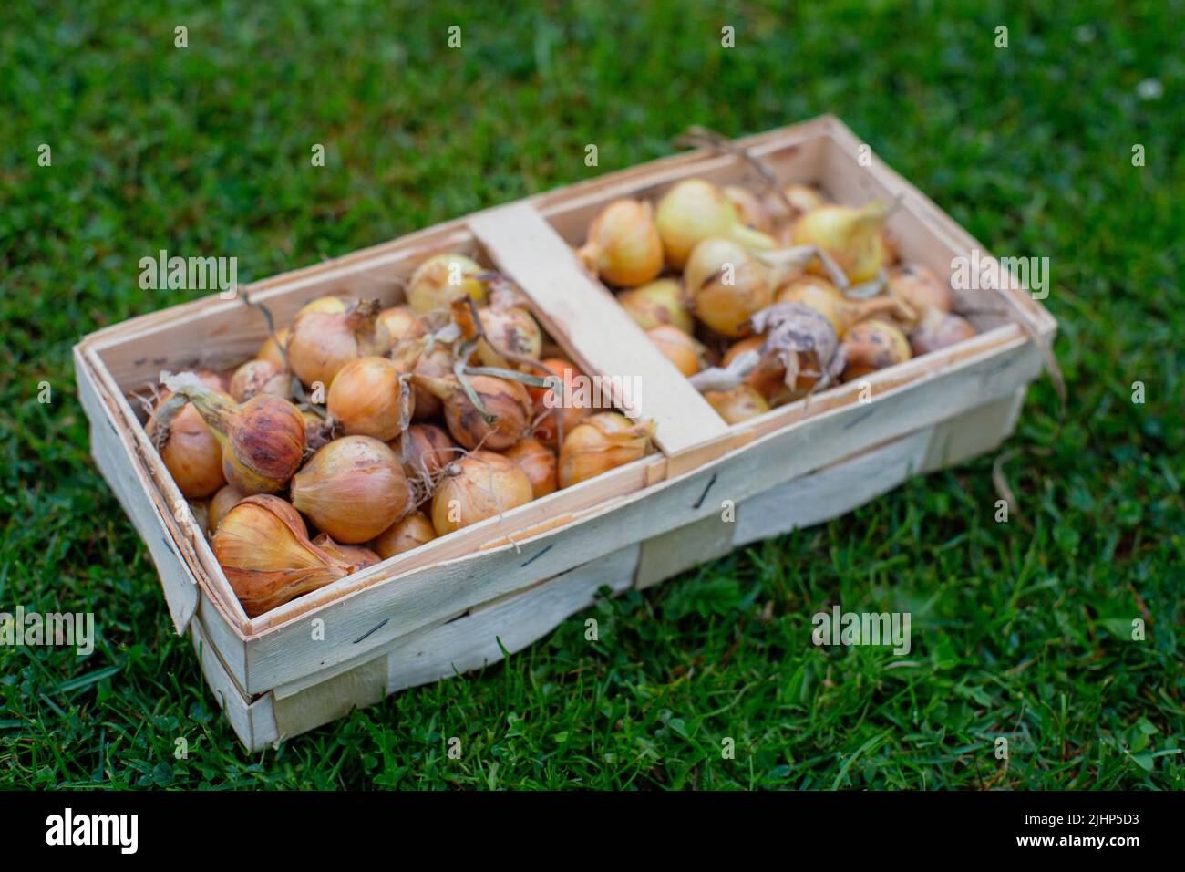 Onions in a rectangular wicker basket that lies on the green grass. It ...