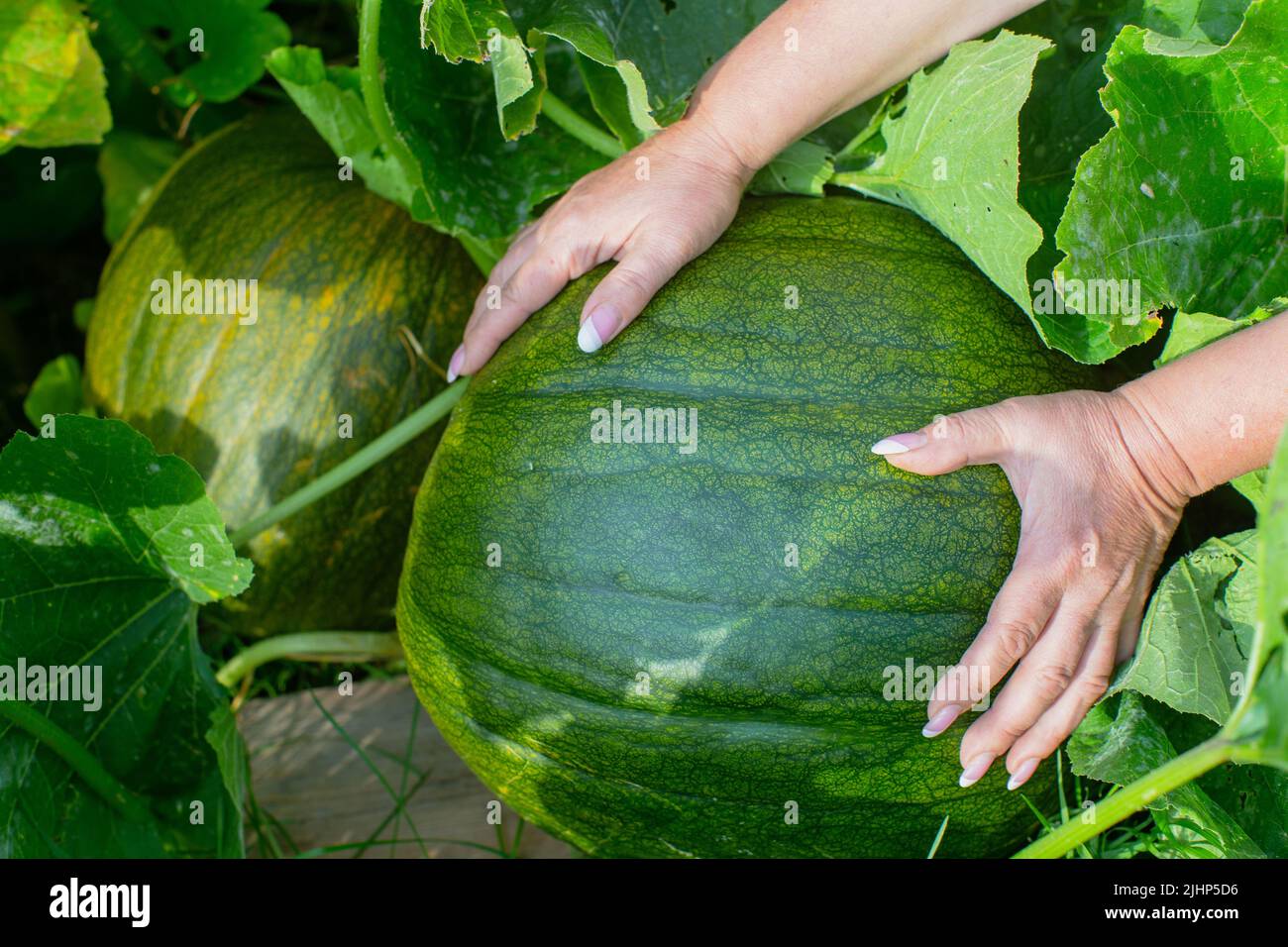 A farmer's female hands caring for green pumpkins in the garden bed ...