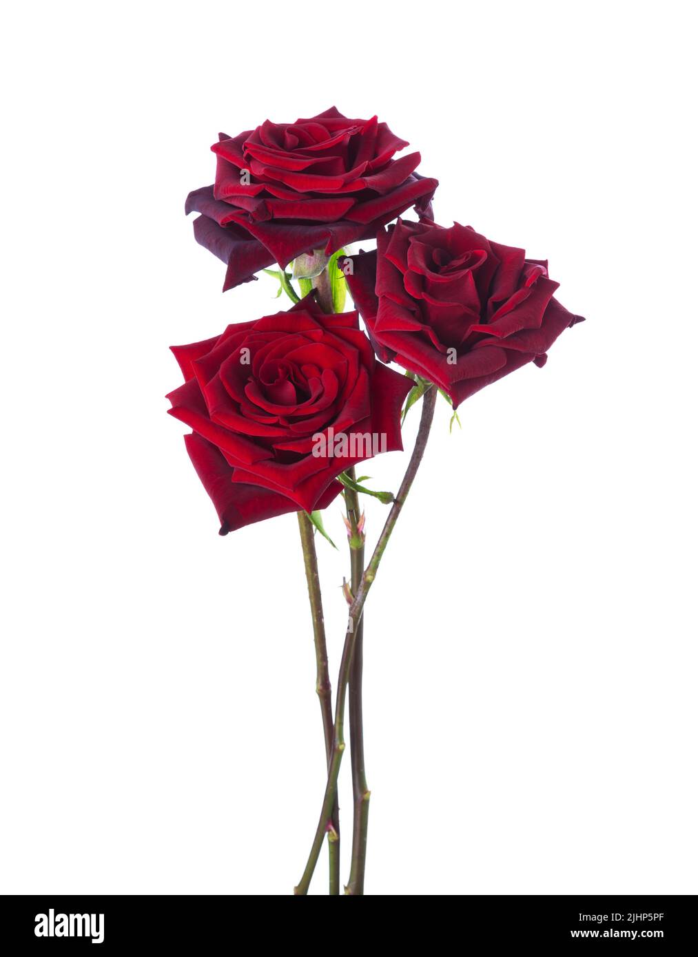 Three dark red Roses isolated on white background. Selective focus ...