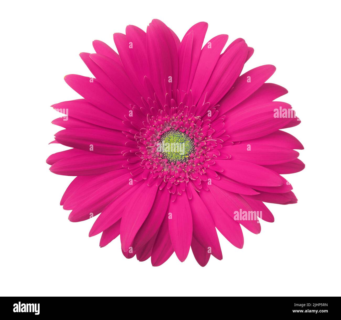 Gerbera flower of magenta color isolated on white background Stock ...