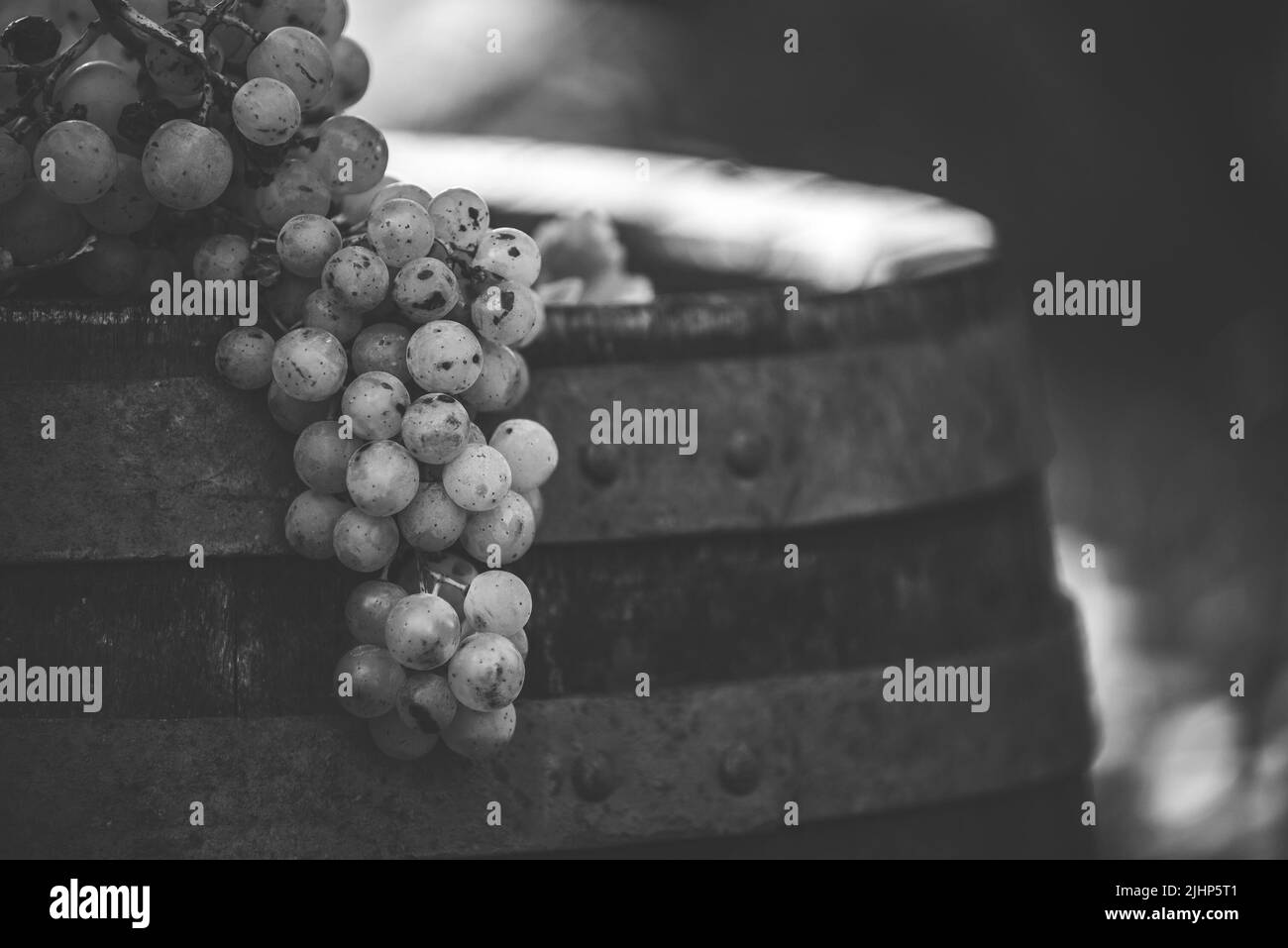 Grapes on the wooden wine barrel in the vineyard, Hungary Stock Photo ...