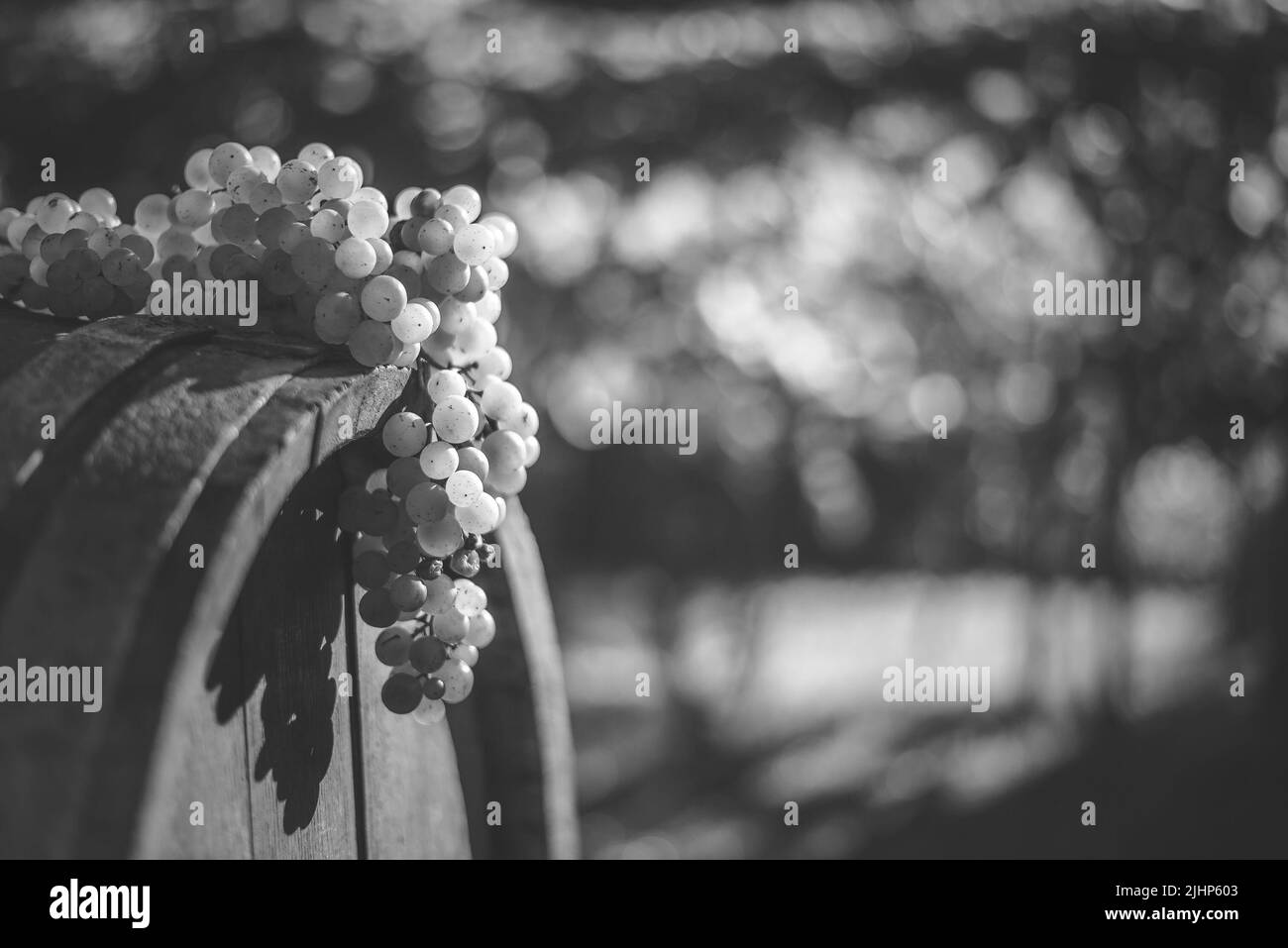 Grapes on the wooden wine barrel in the vineyard, Hungary Stock Photo ...