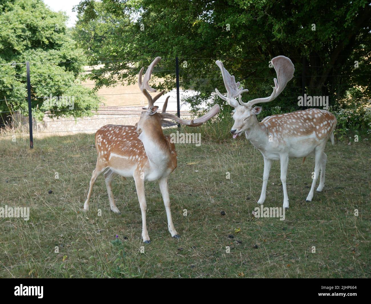 Knowle house kent hi-res stock photography and images - Alamy