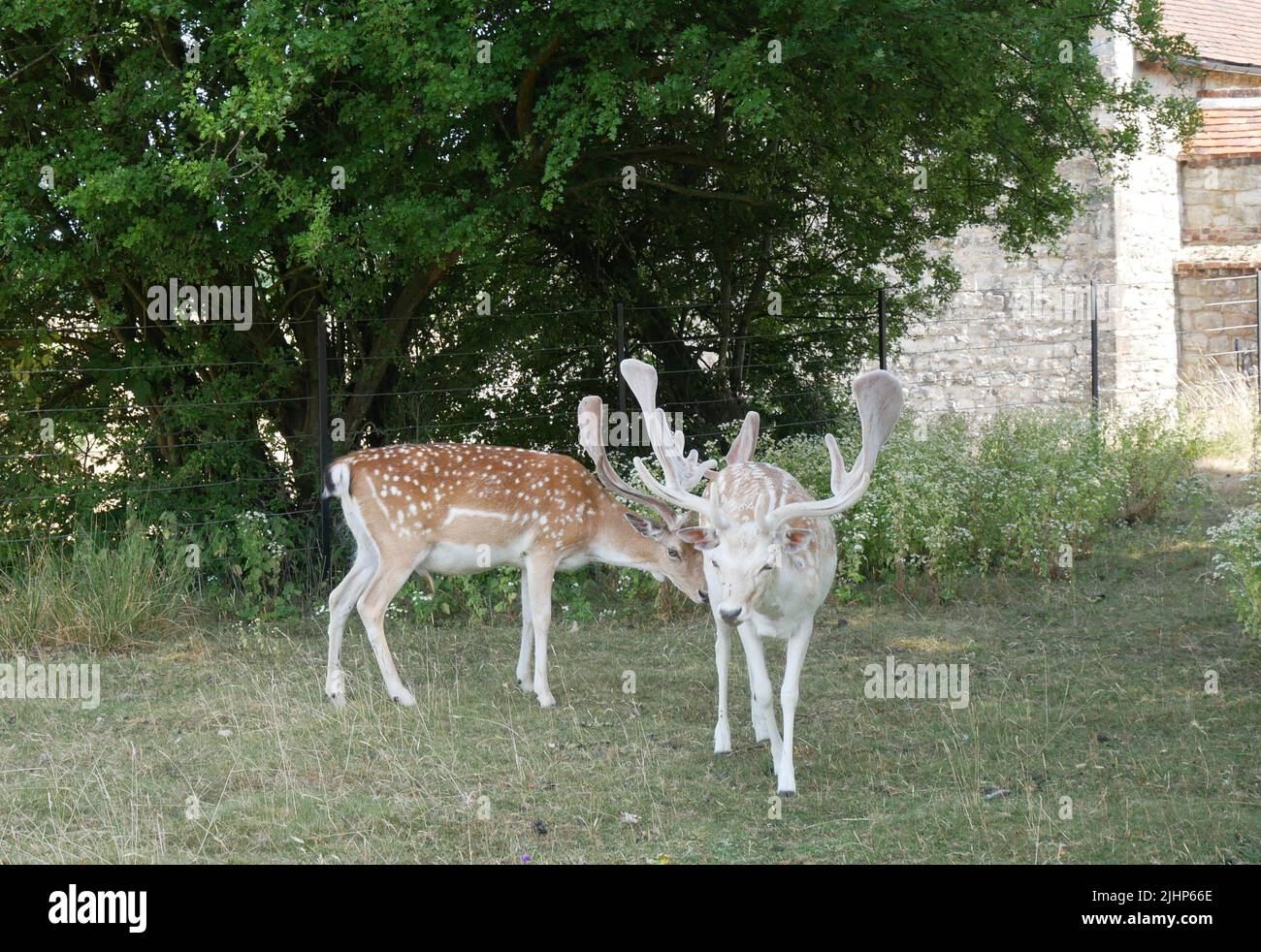Knowle house kent hi-res stock photography and images - Alamy
