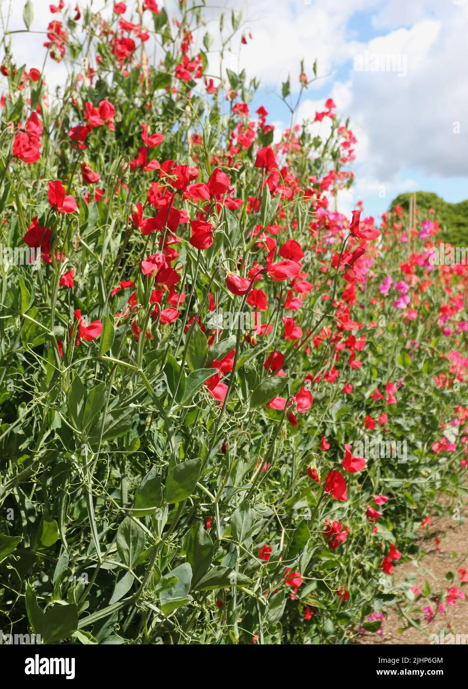 Vertical image of beautiful orange coloured sweet peas in garden ...