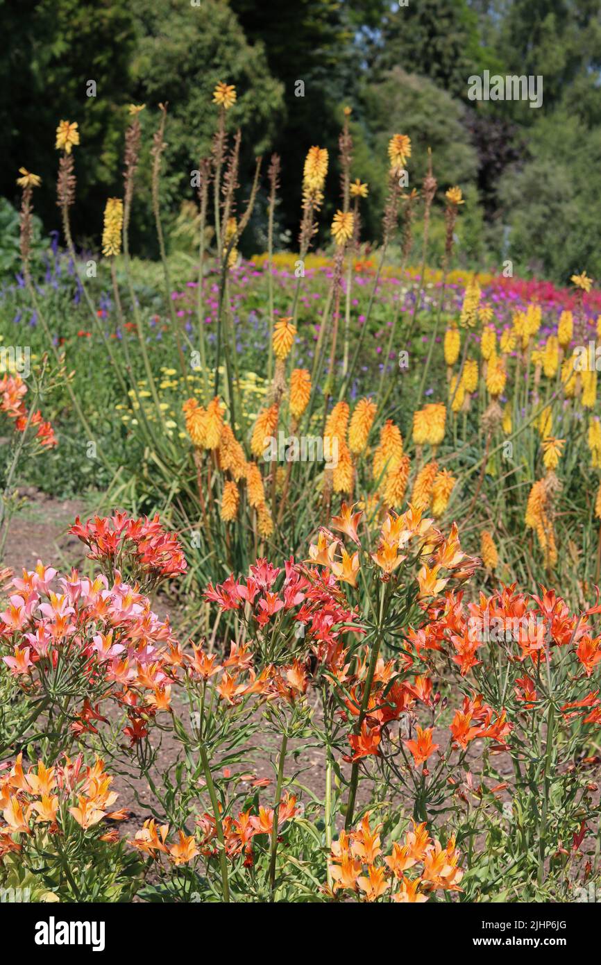 Pink flowers in flowerbed no people hi-res stock photography and images ...