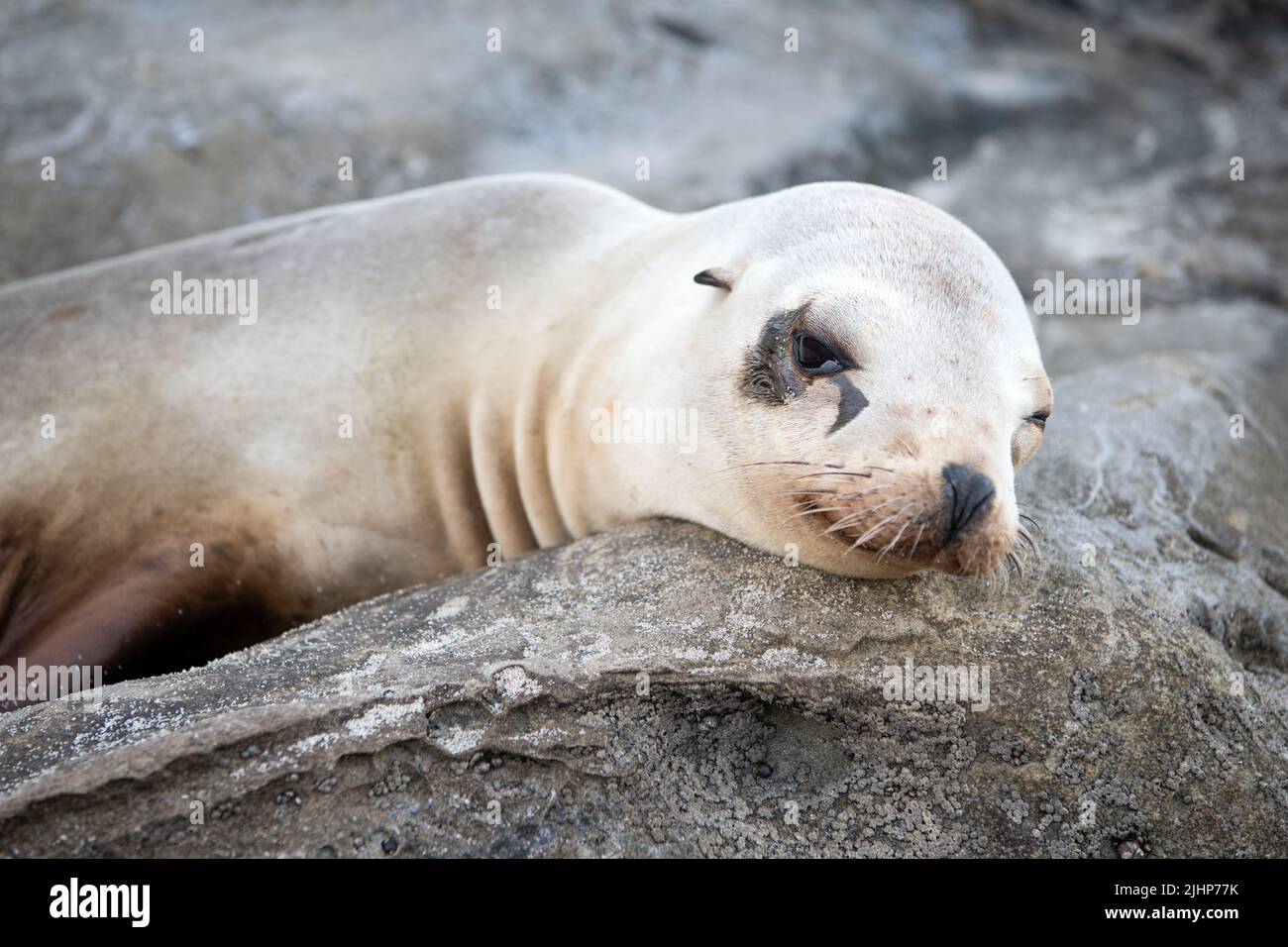 Eared seal otariidae marine mammal animal lying on rock Stock Photo - Alamy